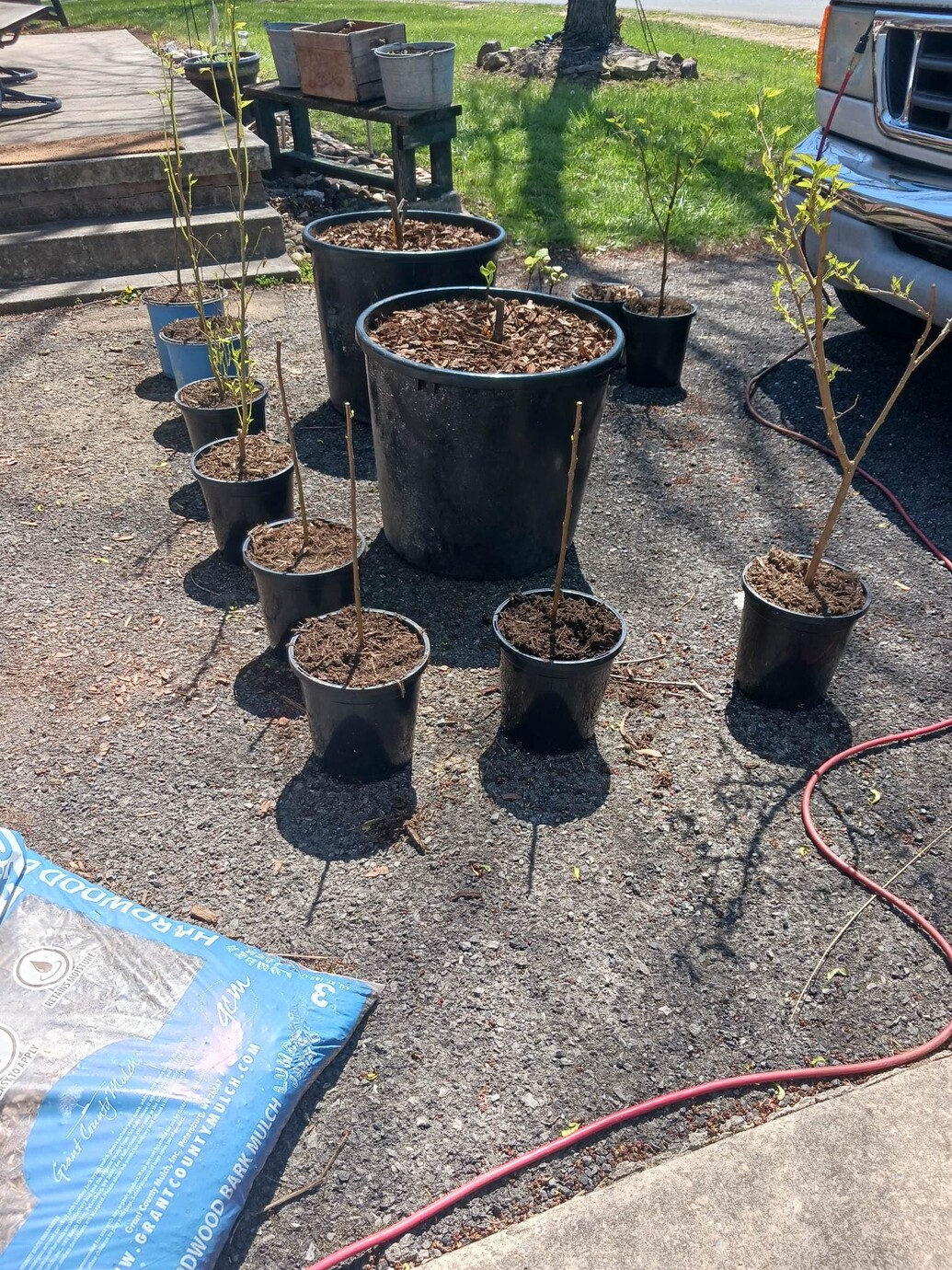 Anyone else grafting on G890 rootstock this season? What height should ...