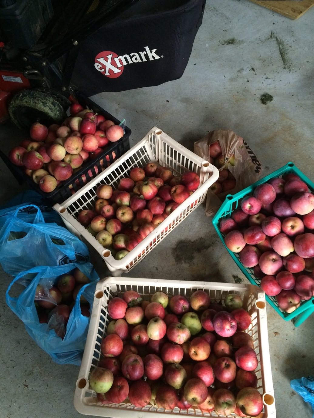 Northern Spy Apples - General Fruit Growing - Growing Fruit