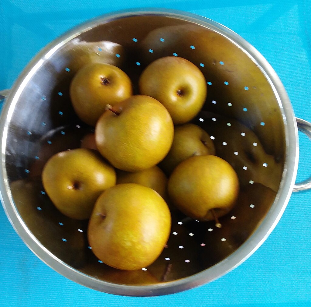 Korean Giant ever-bearing or not - General Fruit Growing - Growing Fruit