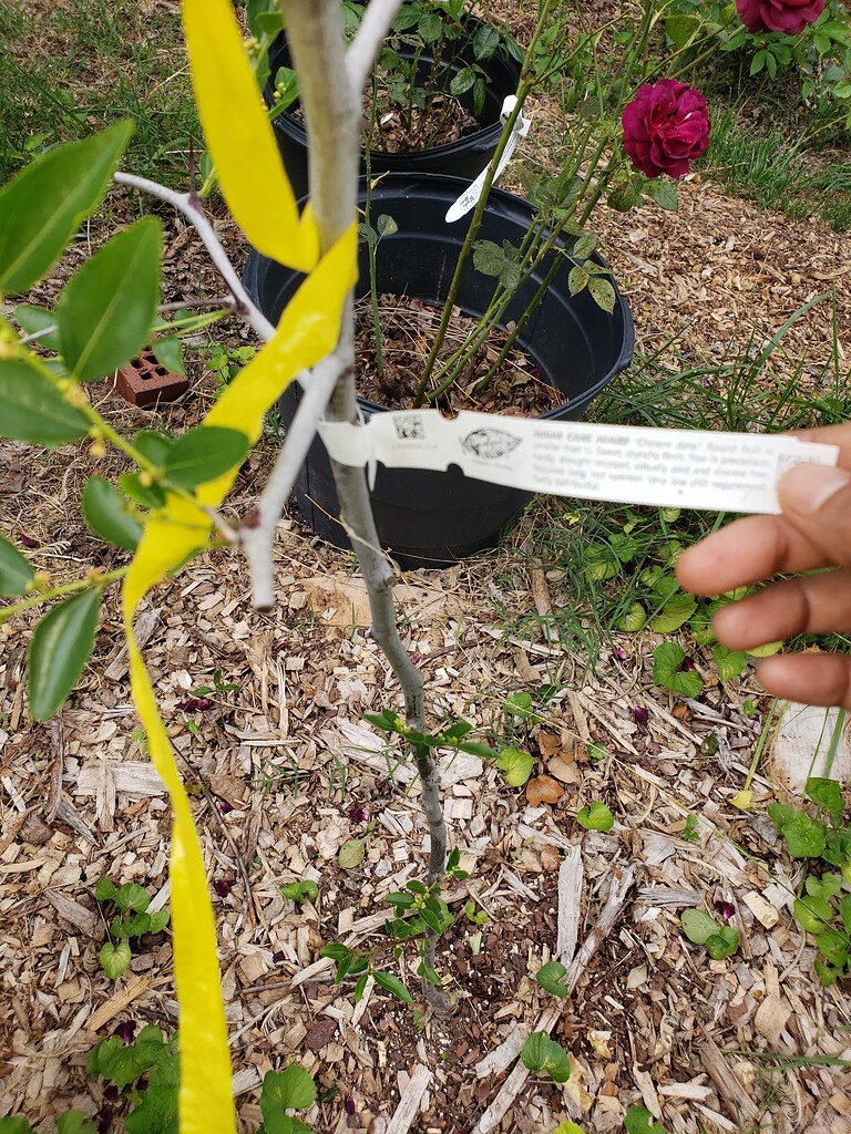 Bare root jujube- never leafed out - General Fruit Growing - Growing Fruit