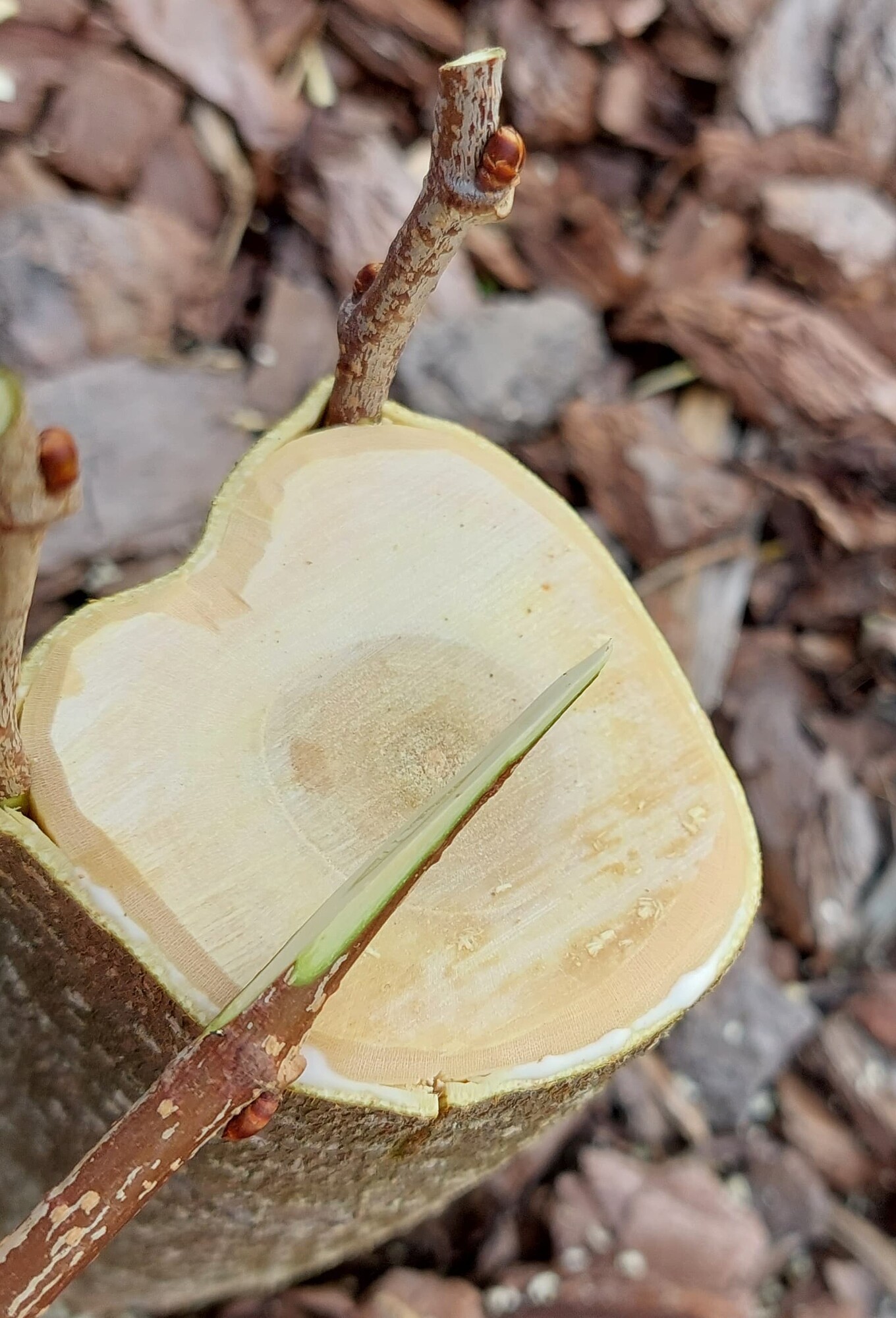 First time bark grafting - General Fruit Growing - Growing Fruit