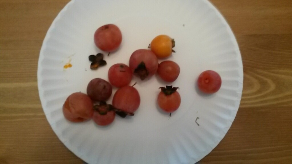I found a mostly seedless persimmon tree - General Fruit Growing ...