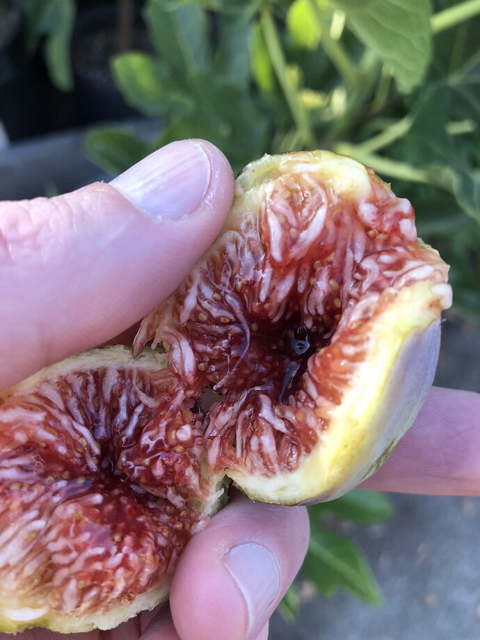 It deserved the hype! - General Fruit Growing - Growing Fruit