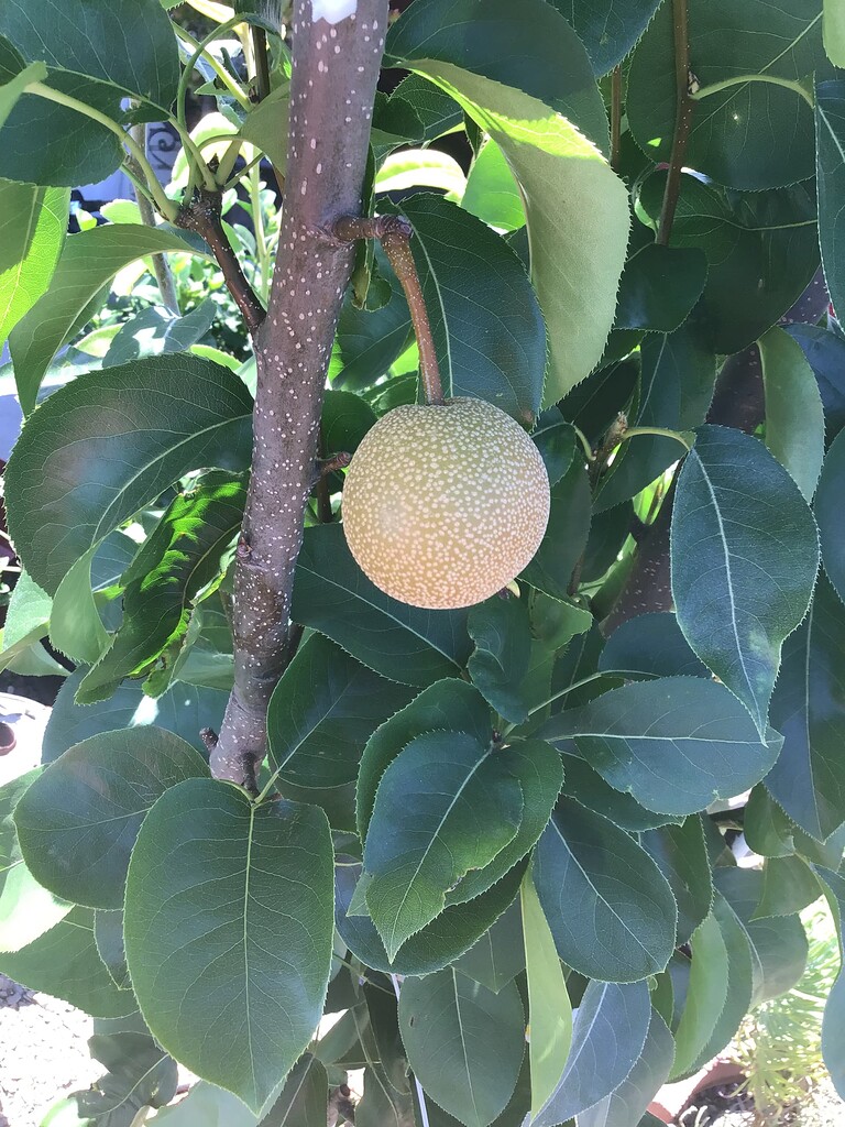 Hosui Asian Pear ripe too soon - General Fruit Growing - Growing Fruit