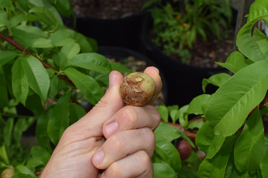 Major cracking on Arctic Glo - General Fruit Growing - Growing Fruit