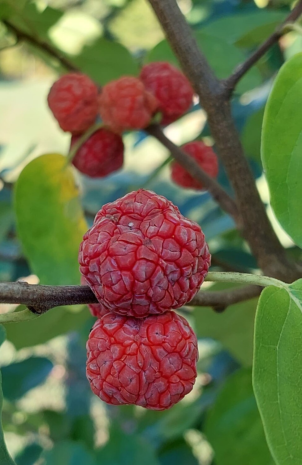 Che fruit in cooler climates - General Fruit Growing - Growing Fruit