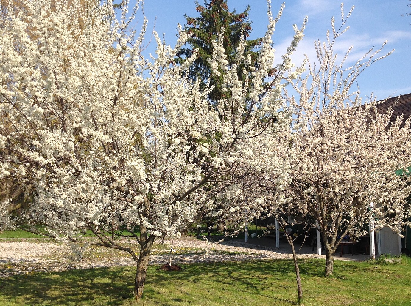 Uneven plum pollinator attractiveness - General Fruit Growing - Growing ...