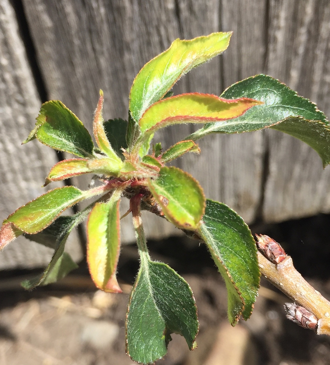 New apples on M111 stopped growing, now suckering - General Fruit ...