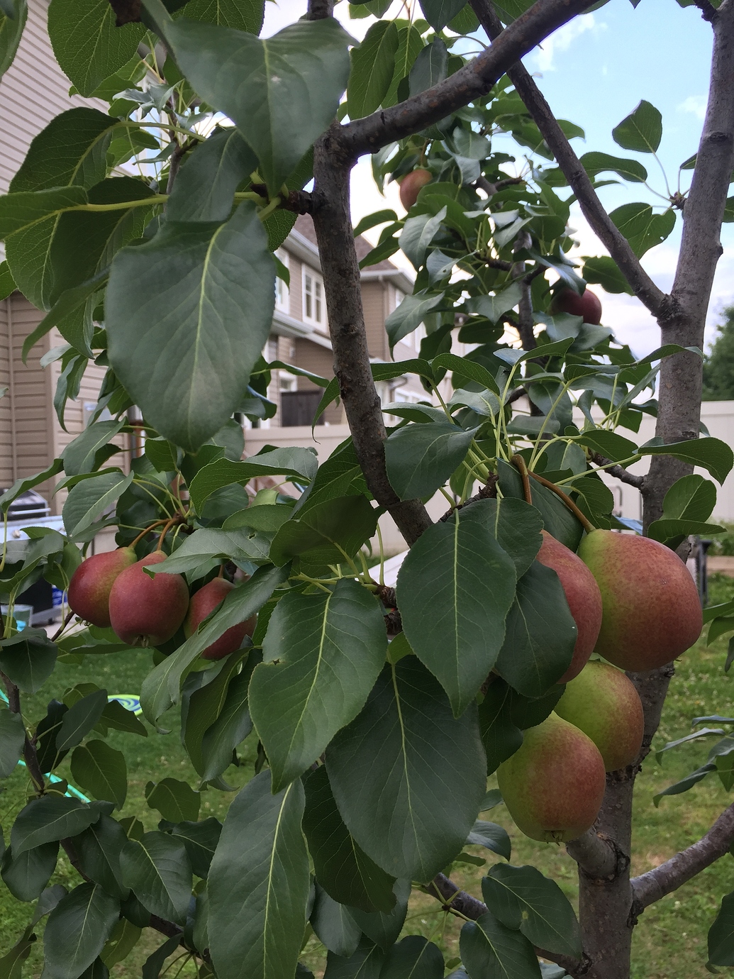 Summercrisp Pear - General Fruit Growing - Growing Fruit