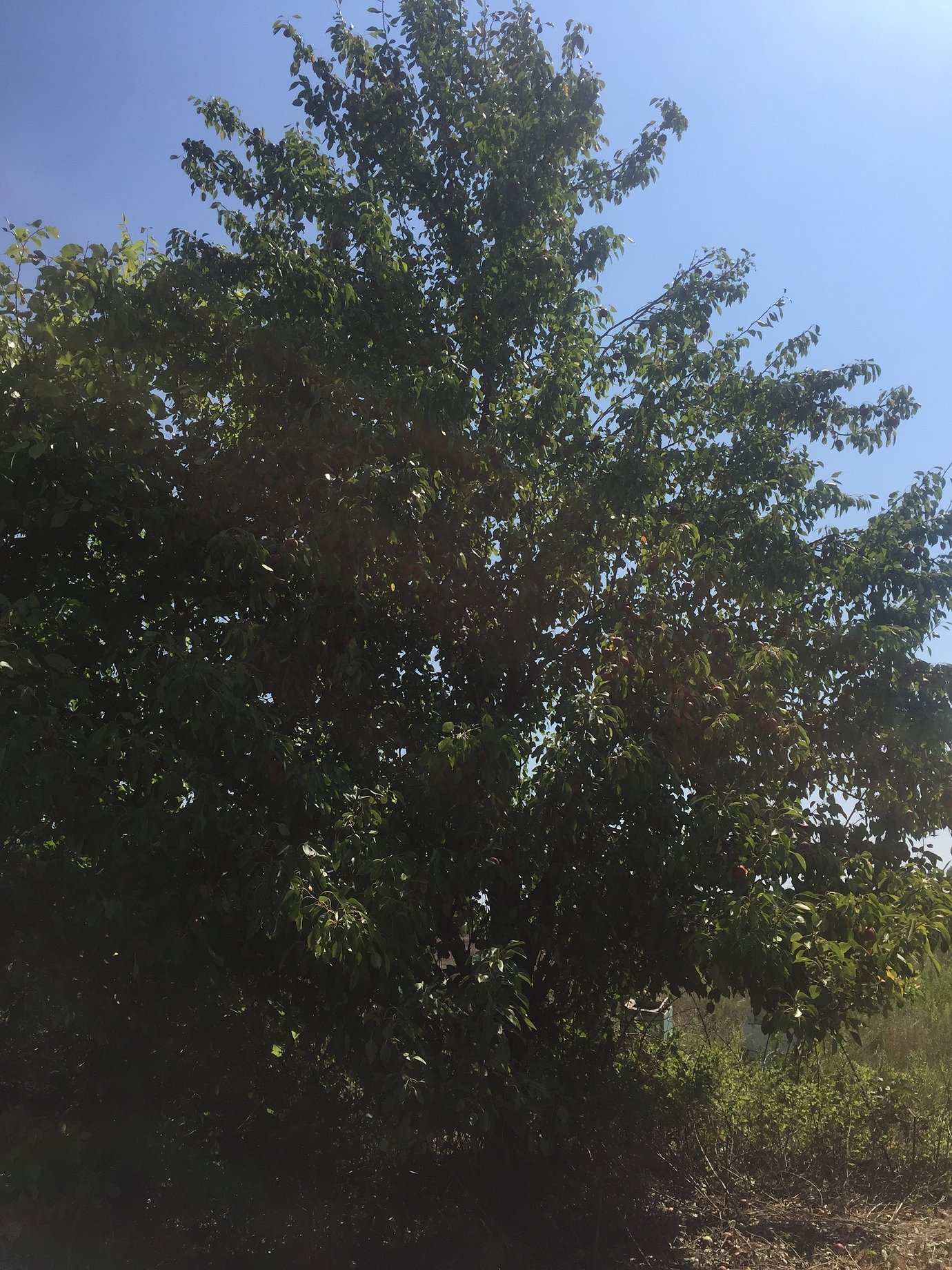 Full size Pear trees - General Fruit Growing - Growing Fruit