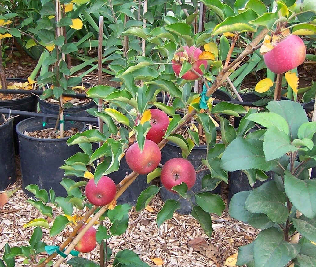 Sundowner Apple - General Fruit Growing - Growing Fruit