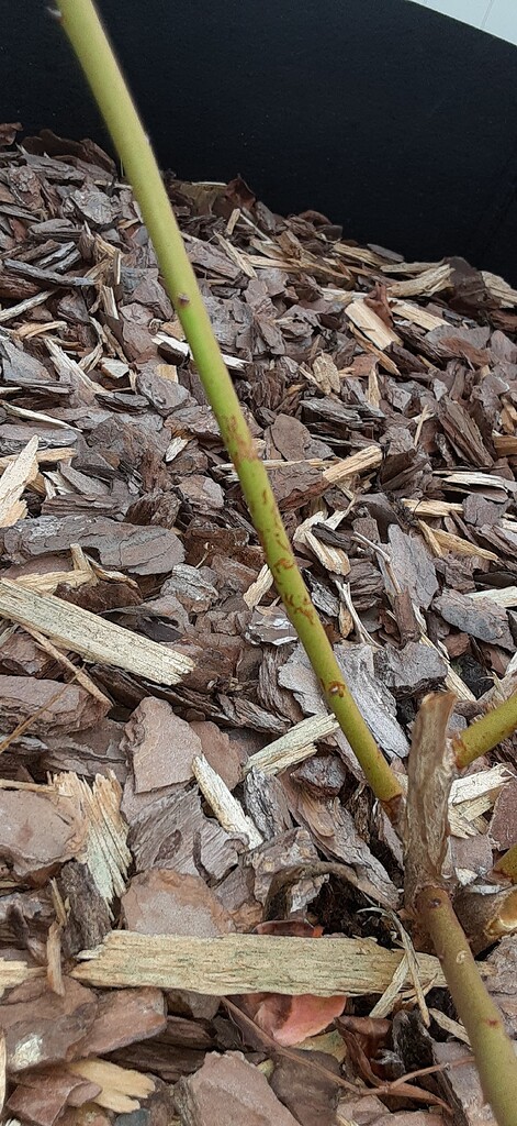 Scratches on blueberry cane - General Fruit Growing - Growing Fruit