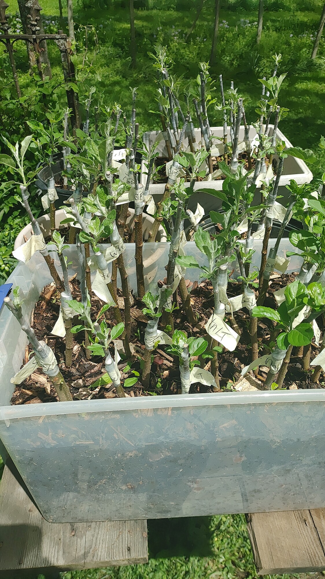 How deep to plant new grafted apple trees - General Fruit Growing ...