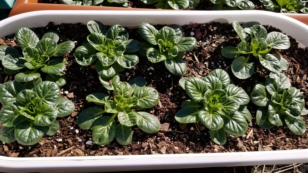More Tatsoi Happy - General Gardening - Growing Fruit