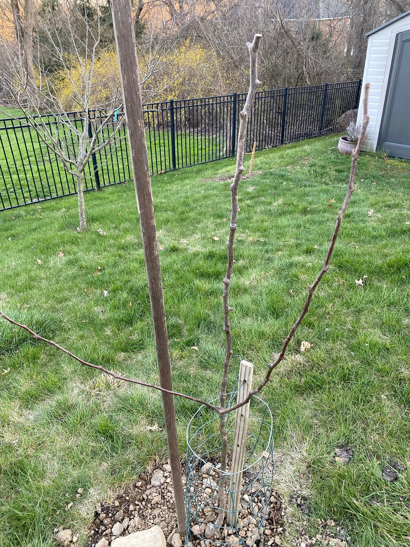 Pear just planted - pruning advice needed - General Fruit Growing ...