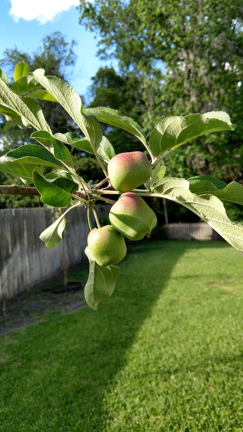 Question on thinning apple trees - General Fruit Growing - Growing Fruit