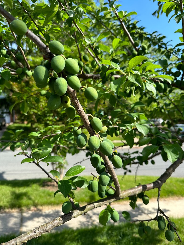 How to thin and prune green gage plum - General Fruit Growing - Growing ...