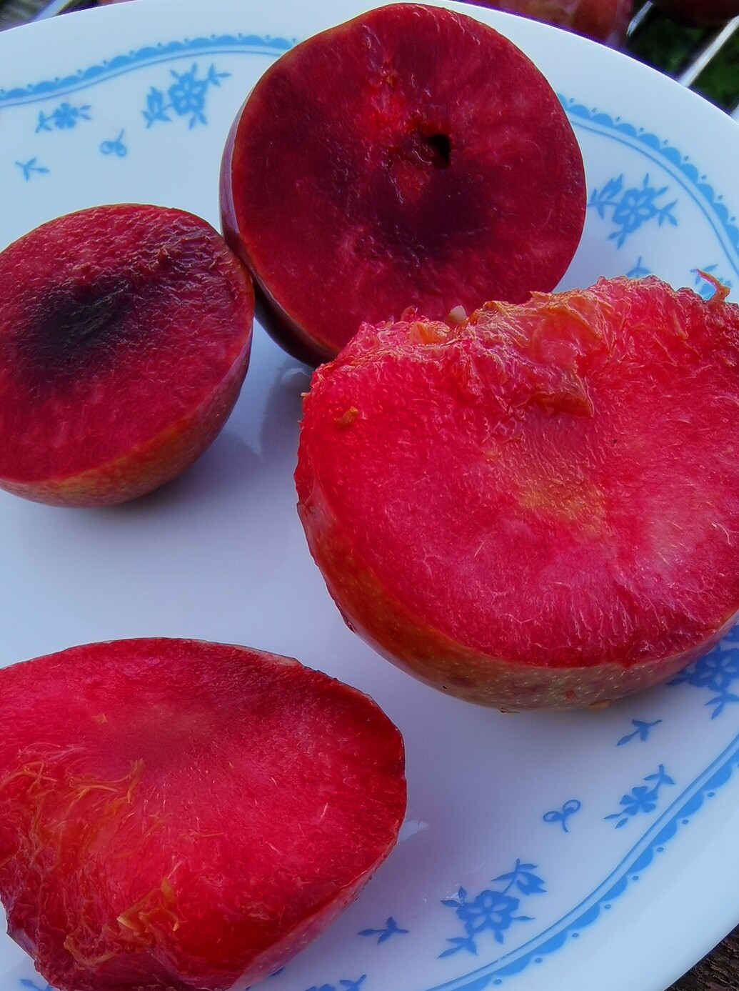 Dapple Dandy Pluot 2021 - General Fruit Growing - Growing Fruit