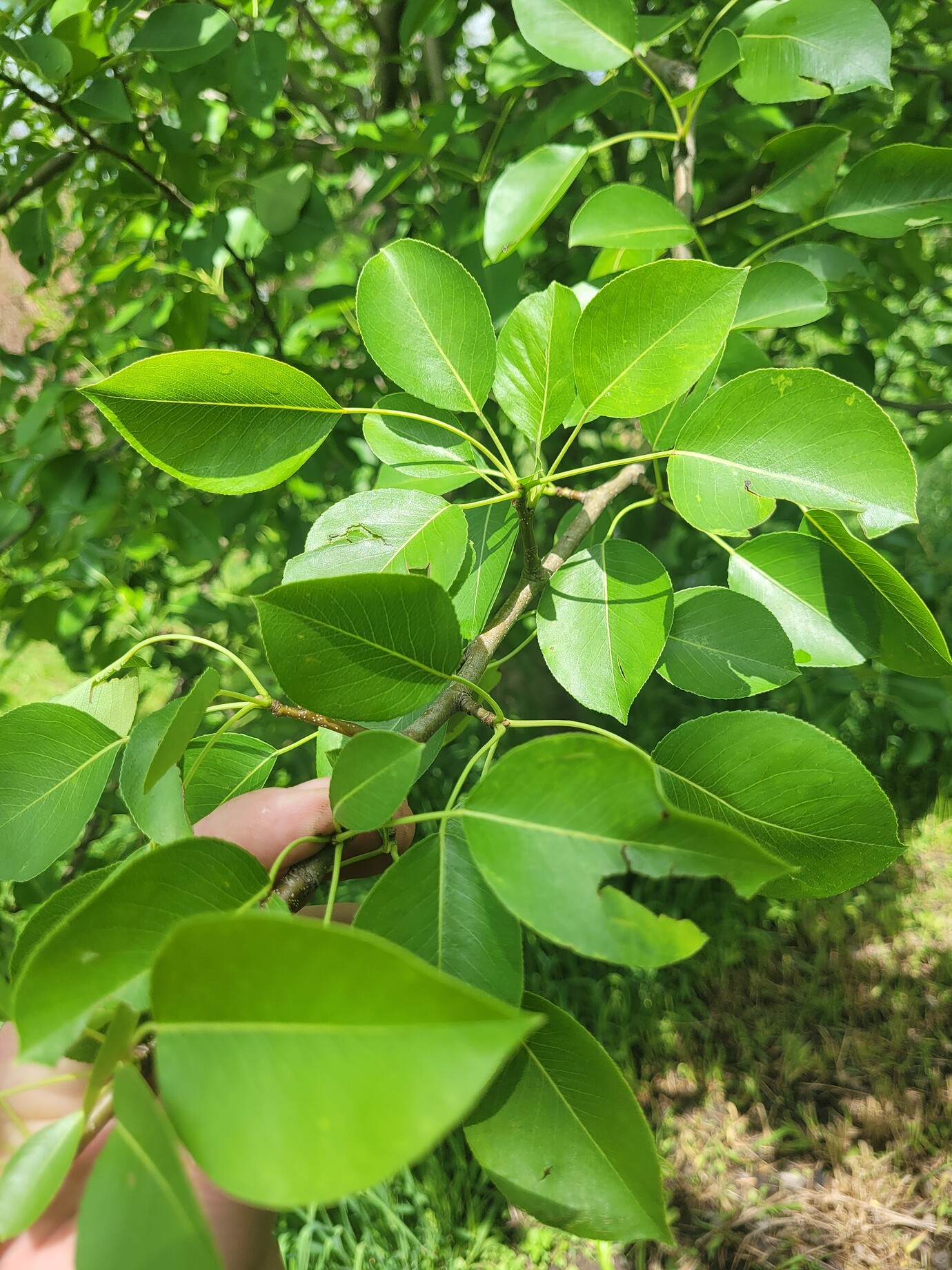 Magness and Warren sibling pears - General Fruit Growing - Growing Fruit