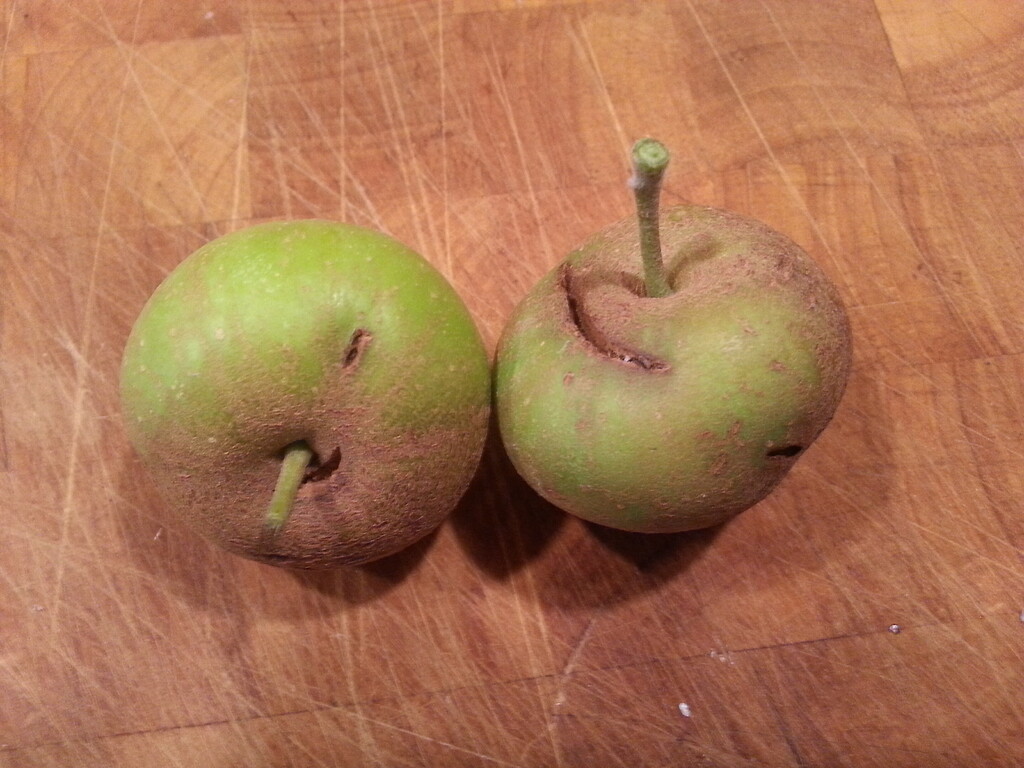 Cracked skin - Karmijn D'Sonnenville apple - General Fruit Growing ...