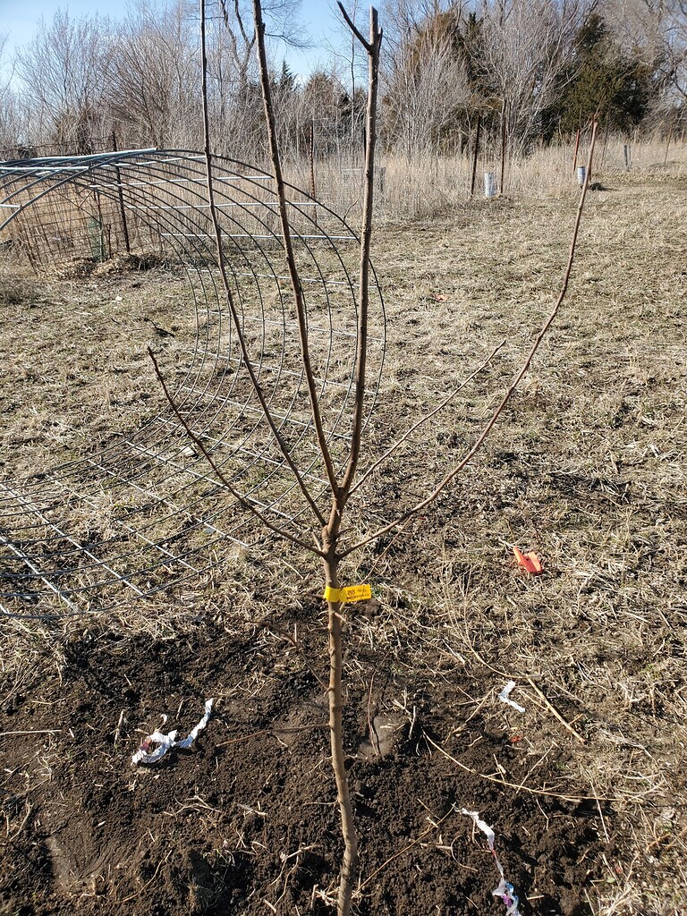 Pruning competing leader right out of the box? - General Fruit Growing ...