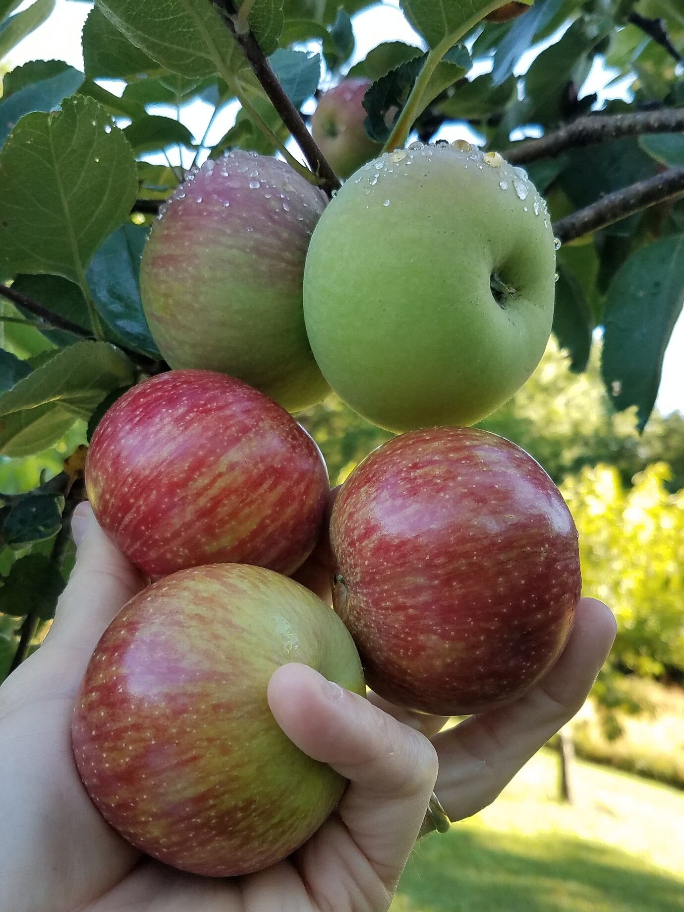 Novamac Apple Trees? - General Fruit Growing - Growing Fruit