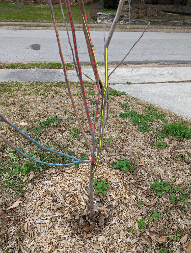 Advice for a novice - pruning a young apple tree - General Fruit ...