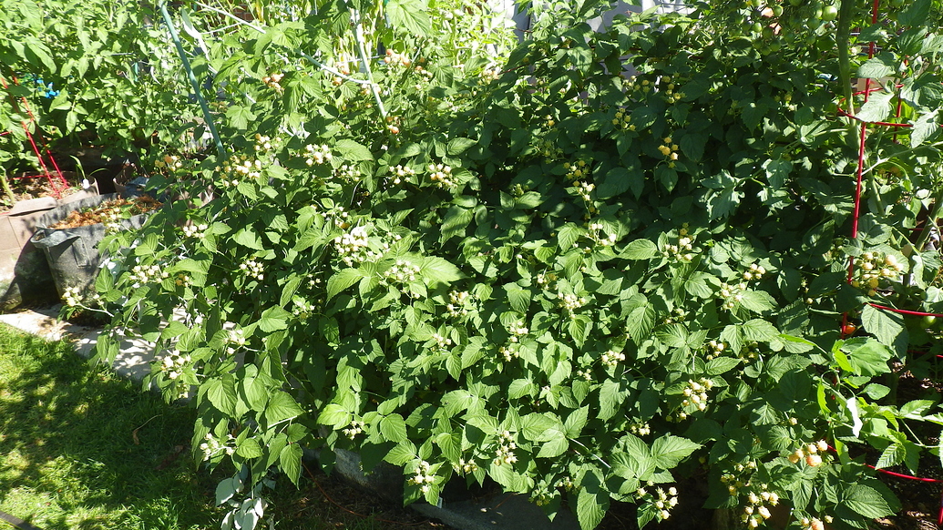 Ohio Treasure blackraspberry - General Fruit Growing - Growing Fruit