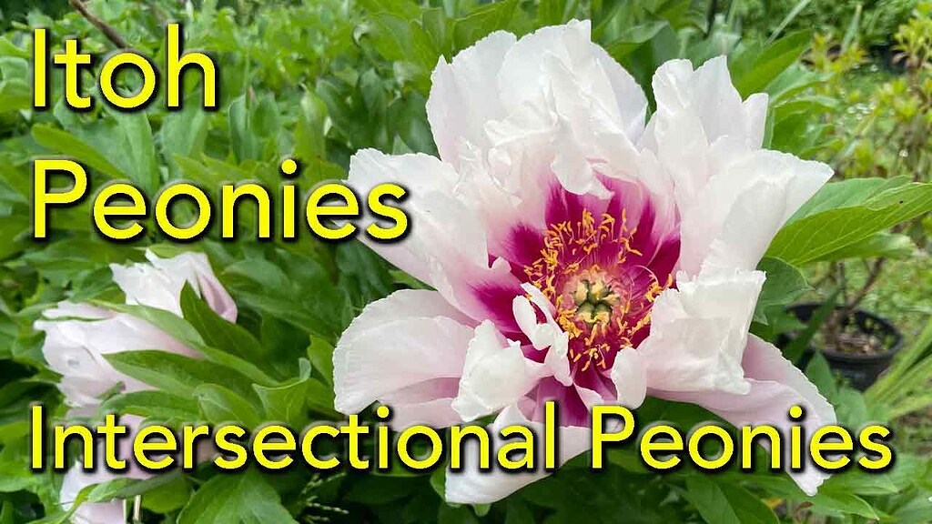 Itoh peonies - are they everything they are supposed to be? - General ...