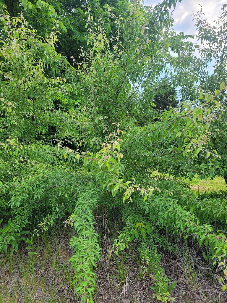 Pyrus betulifolia aka BET rootstock for pears, the downside is the ...
