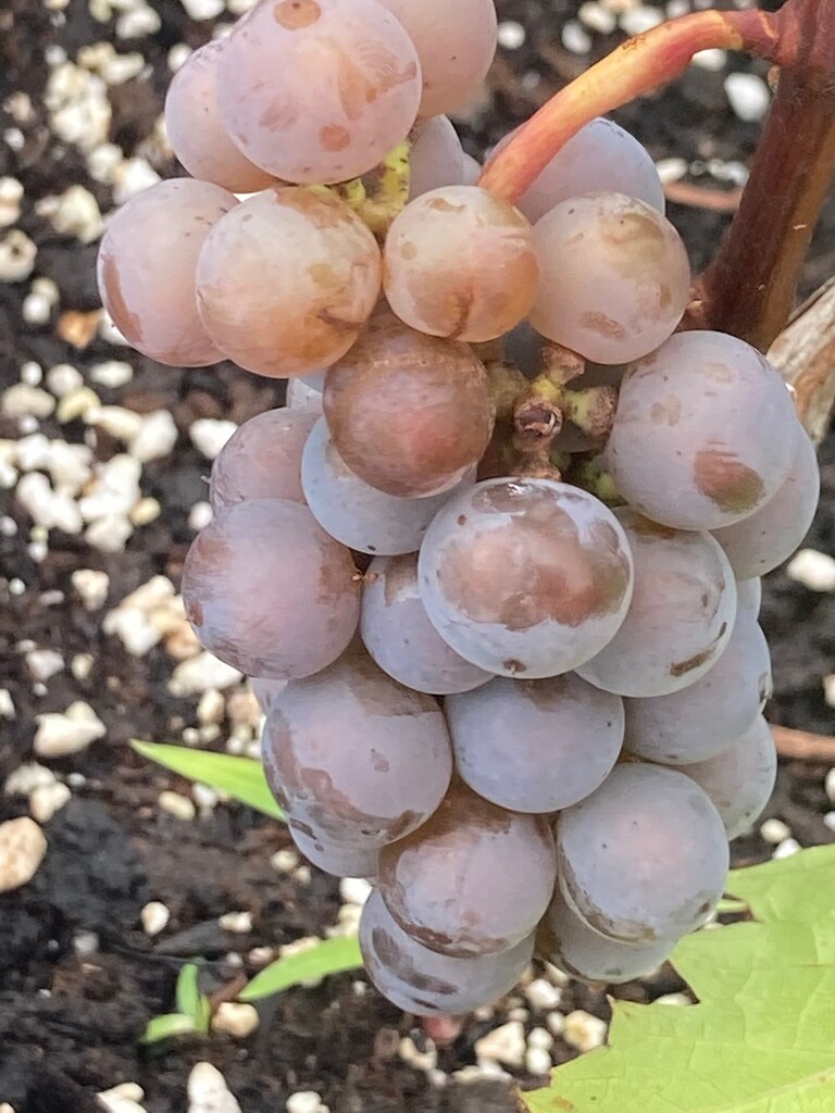 Small Grapes? - General Fruit Growing - Growing Fruit