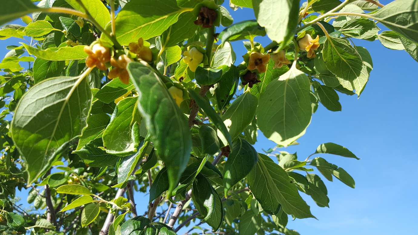 Prok and Yates American persimmons - General Fruit Growing - Growing Fruit
