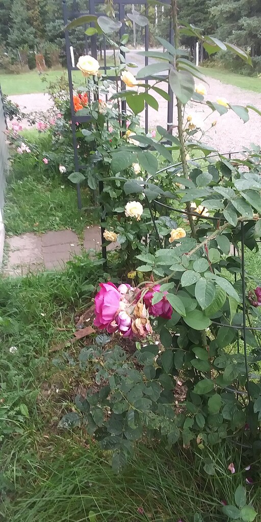 How to treat for rose blooms with premature rot? - General Gardening ...