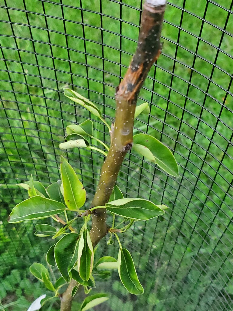 1st leaf pear tree possible disease ID - General Fruit Growing ...