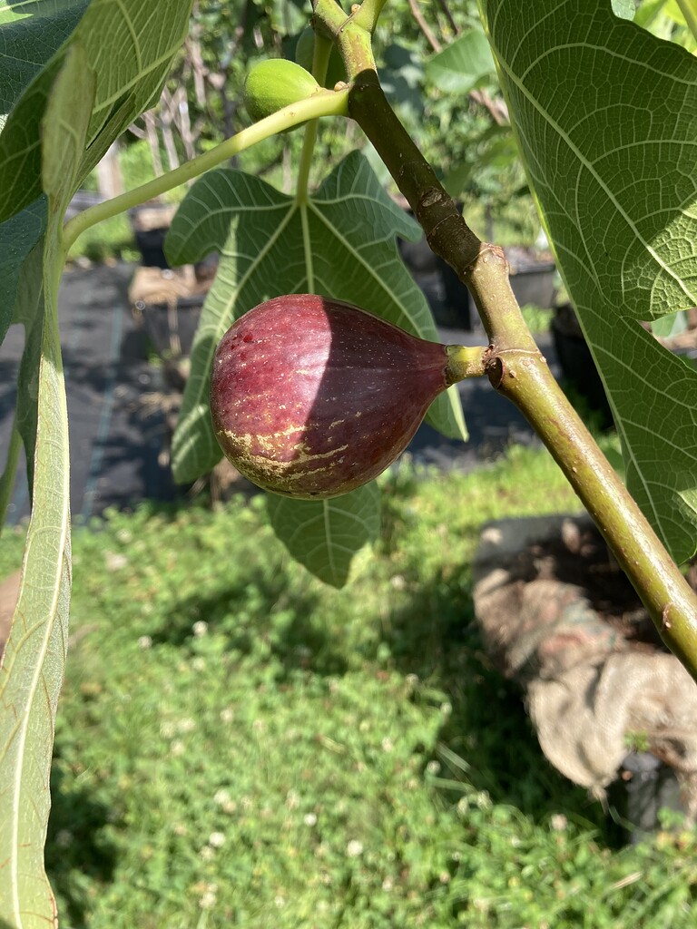 Earliest Figs for the north - General Fruit Growing - Growing Fruit