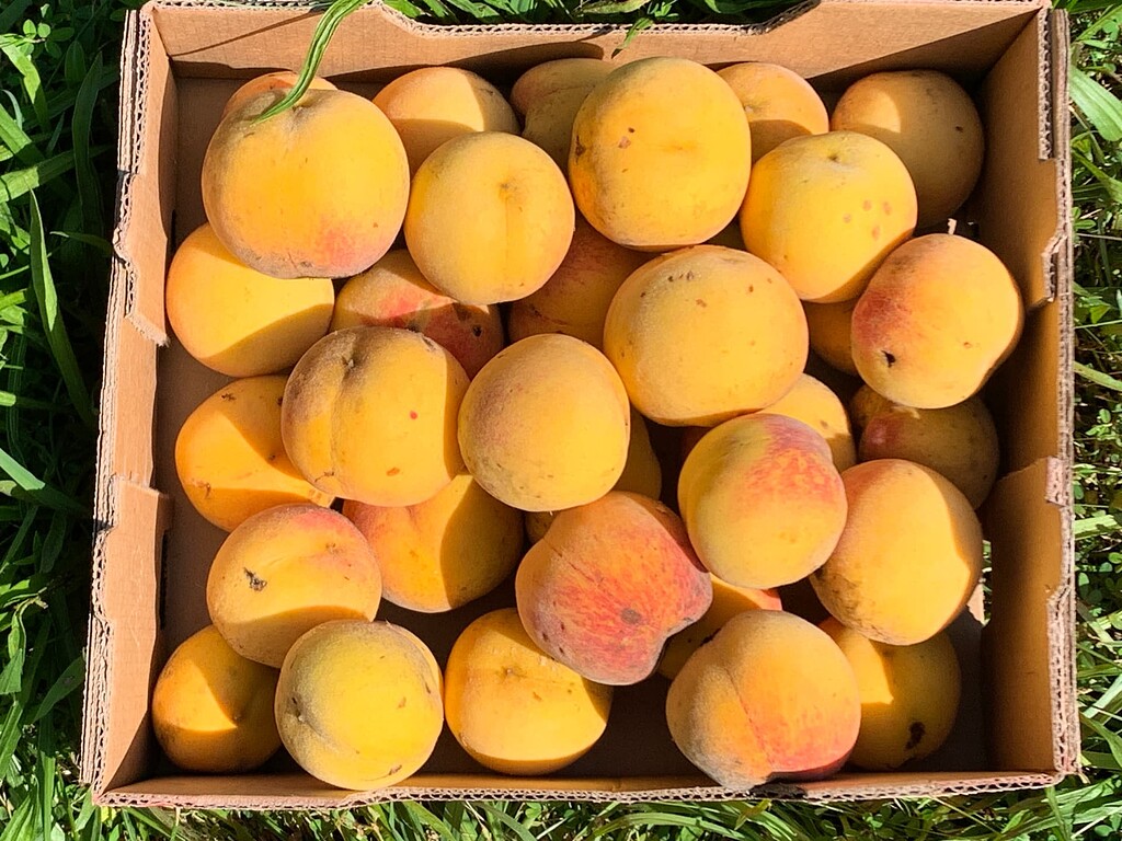 Picked Yellow Peach from Apricot Rootstock Tree - General Fruit Growing ...