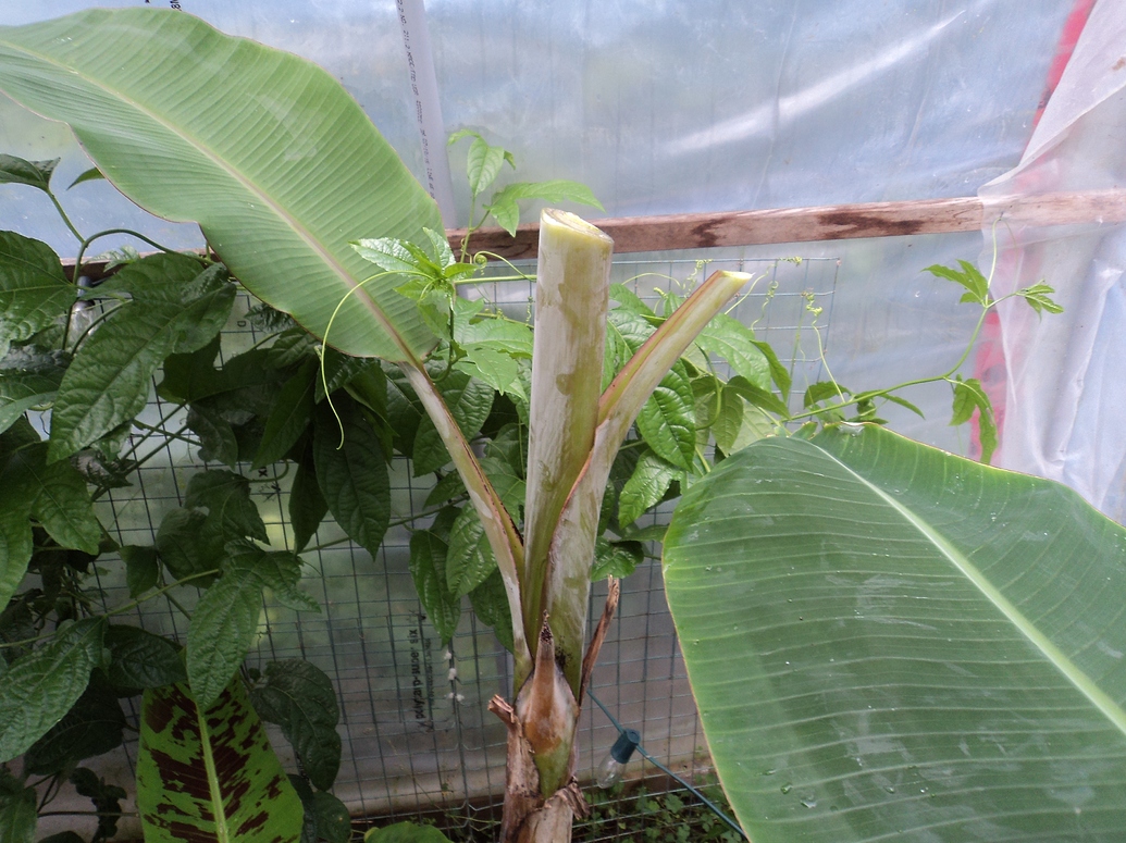 Pisang Ceylon timeline - Pictures! - Growing Fruit
