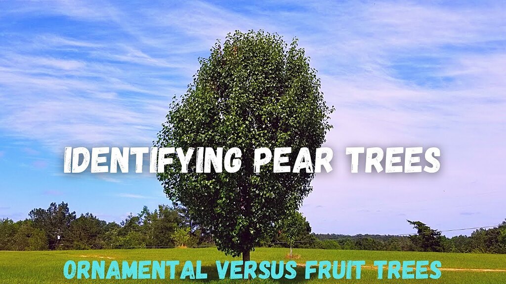 A lesson in pruning pears - General Fruit Growing - Growing Fruit