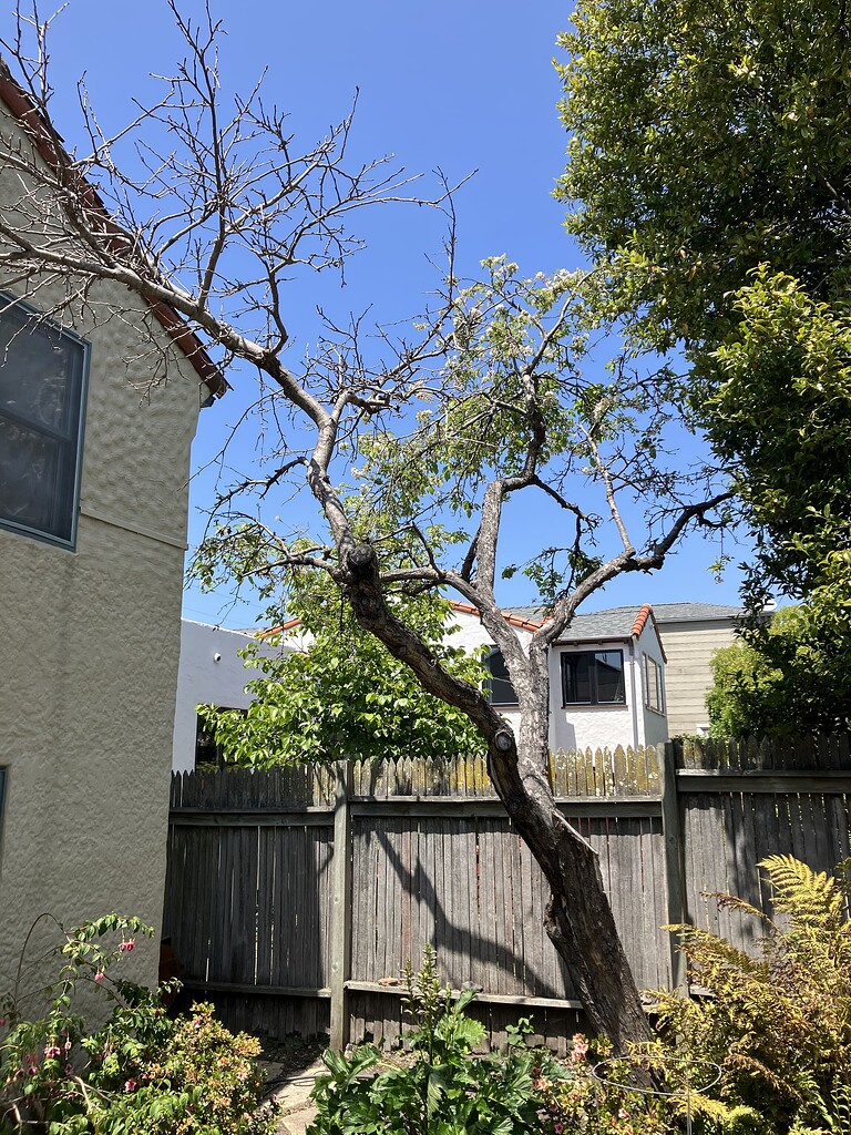 Can this apple tree be salvaged in any way? - General Fruit Growing ...
