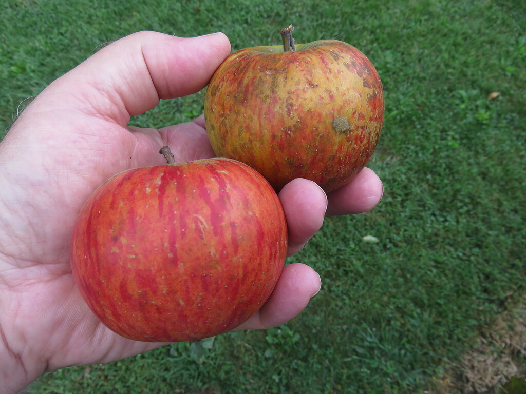 King of the Pippins - General Fruit Growing - Growing Fruit