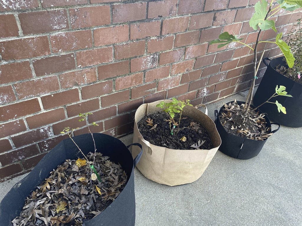 Overwintering container plants -- when to put away for good? - General ...