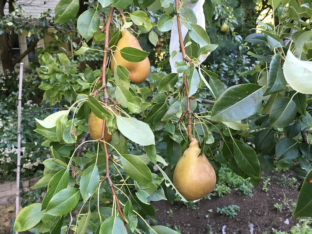 Elliot pear aka Selena pear - General Fruit Growing - Growing Fruit