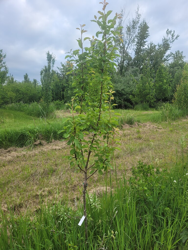 Highland pear - General Fruit Growing - Growing Fruit