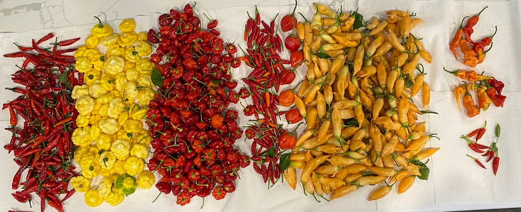 2022 Hot Peppers - General Gardening - Growing Fruit