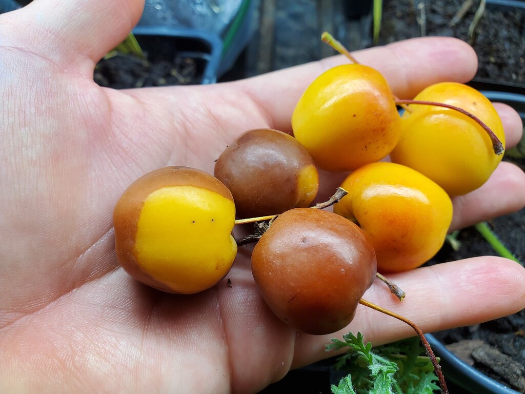 Apple Issue - General Fruit Growing - Growing Fruit