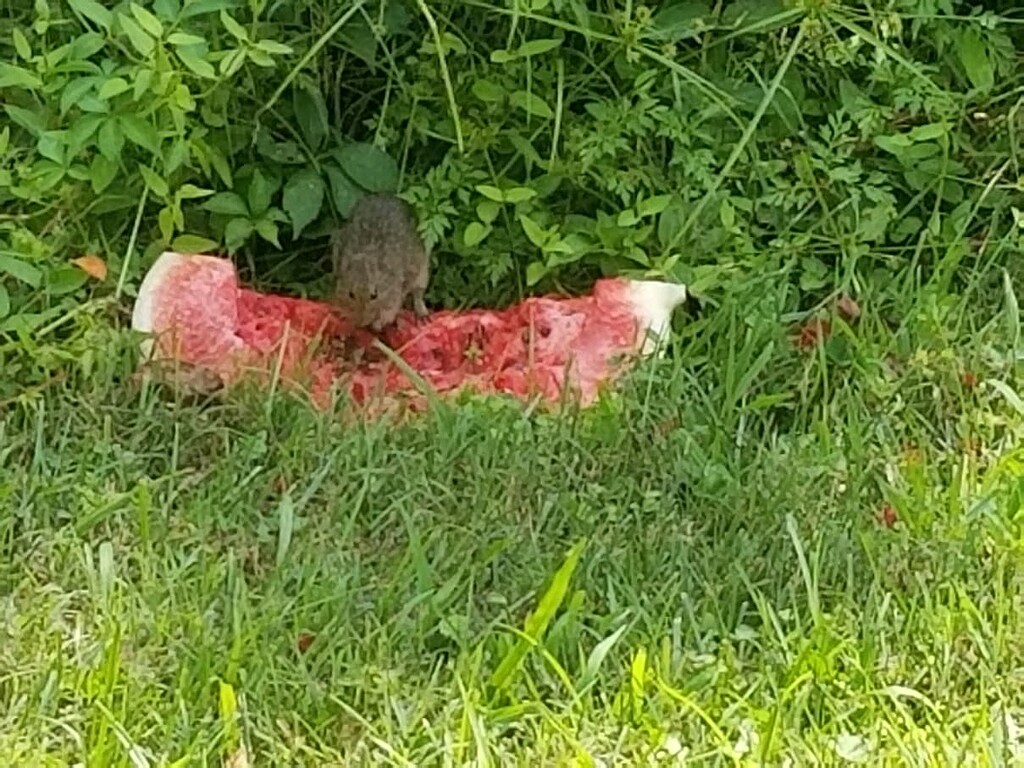 Rat! Caught in the Act - General Gardening - Growing Fruit