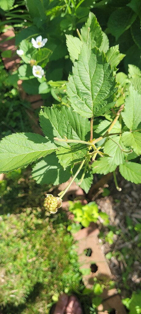 What eats hard, green raspberries? - General Fruit Growing - Growing Fruit