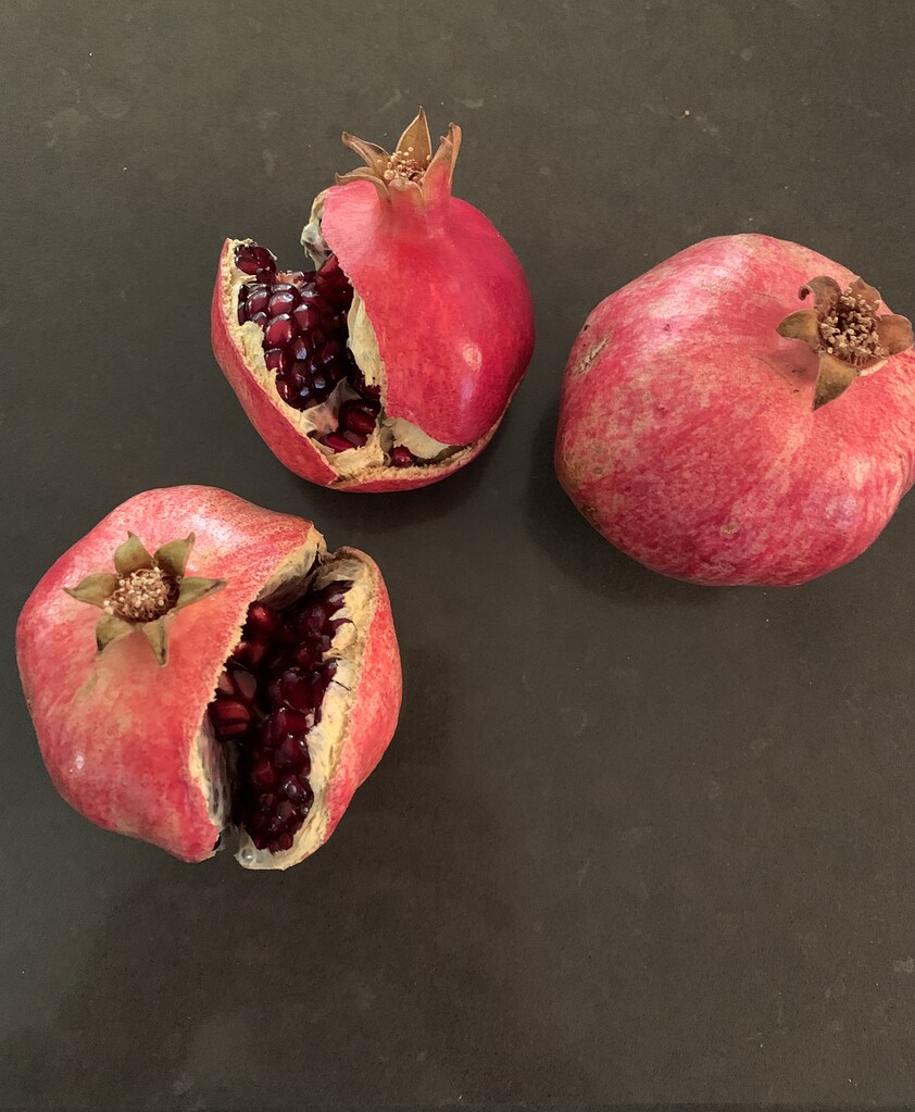 It's a Wonderful time of the year! - General Fruit Growing - Growing Fruit