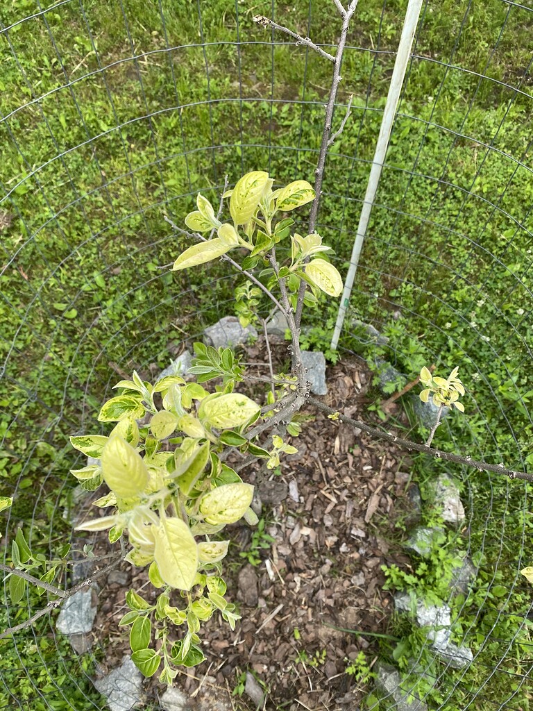 What is wrong with my Meader persimmon? - General Fruit Growing ...