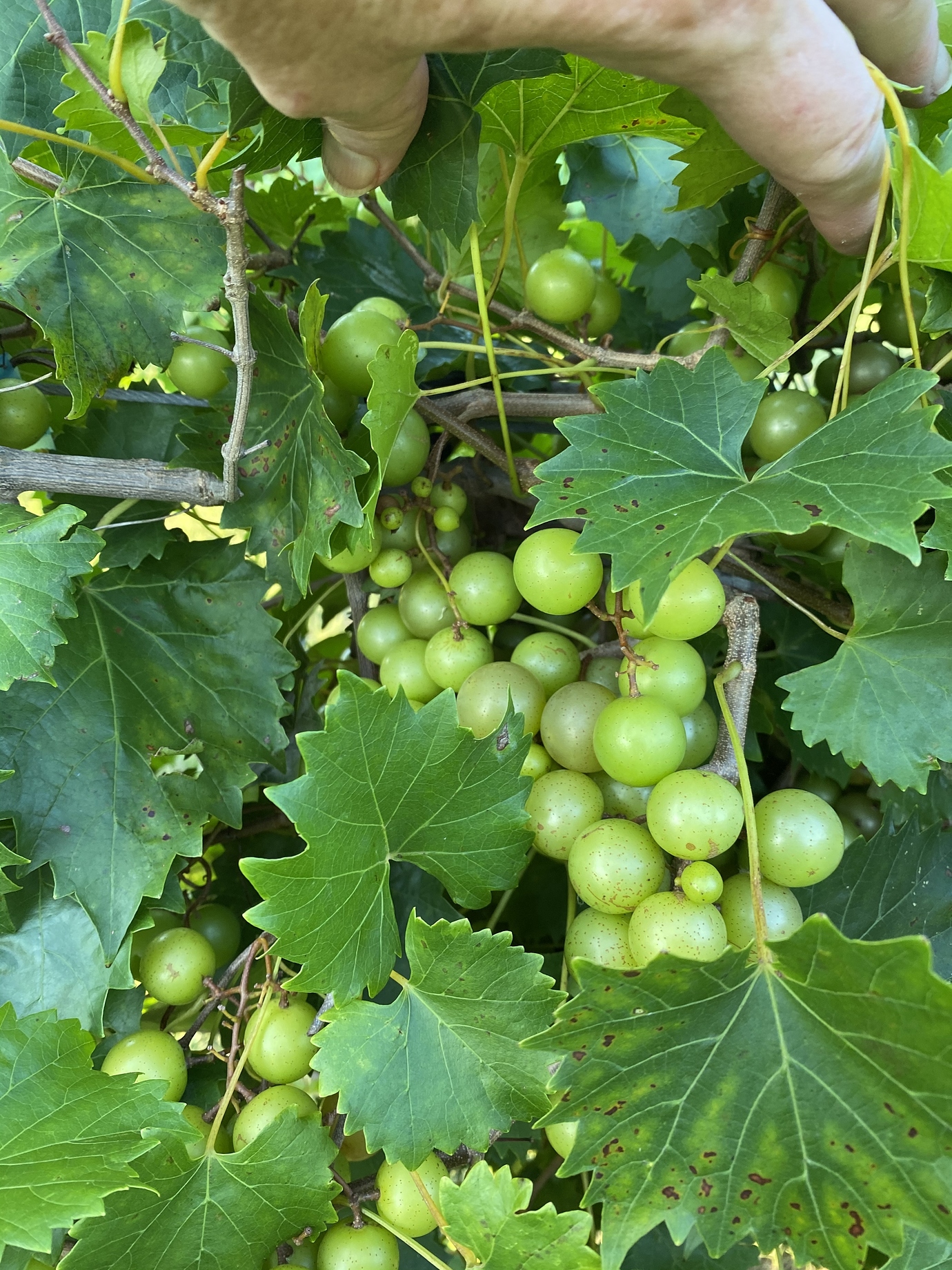 Muscadines 2020 - Page 10 - General Fruit Growing - Growing Fruit
